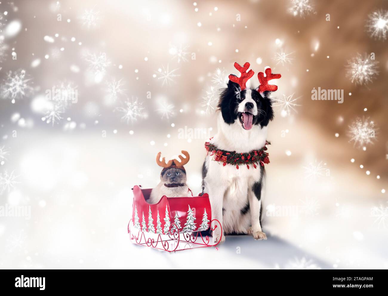 young Yakutian Laika and siamese cat in front of white background Stock ...