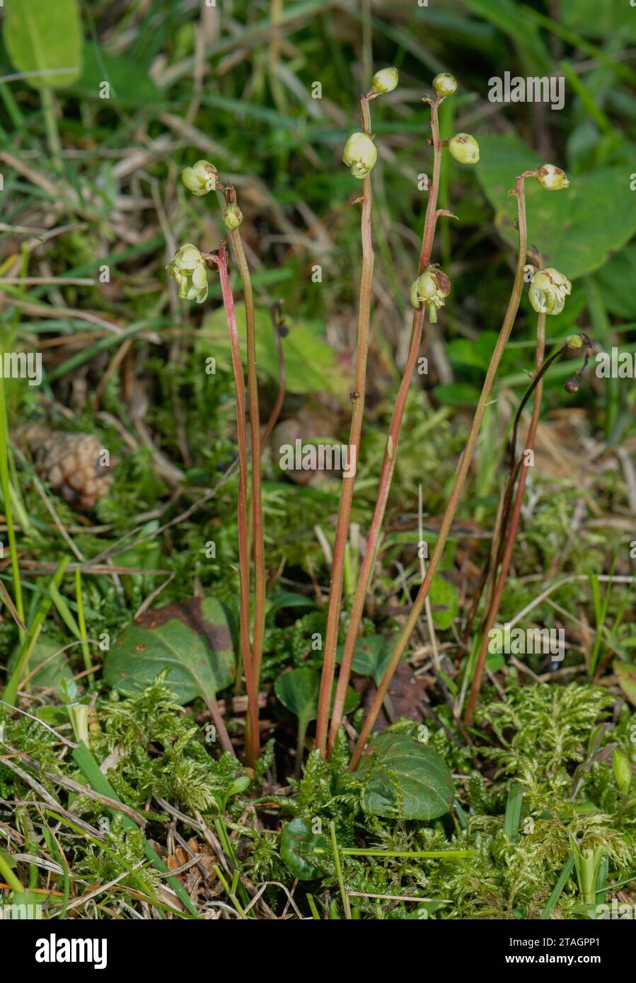 Green flowered shinleaf hi-res stock photography and images - Alamy