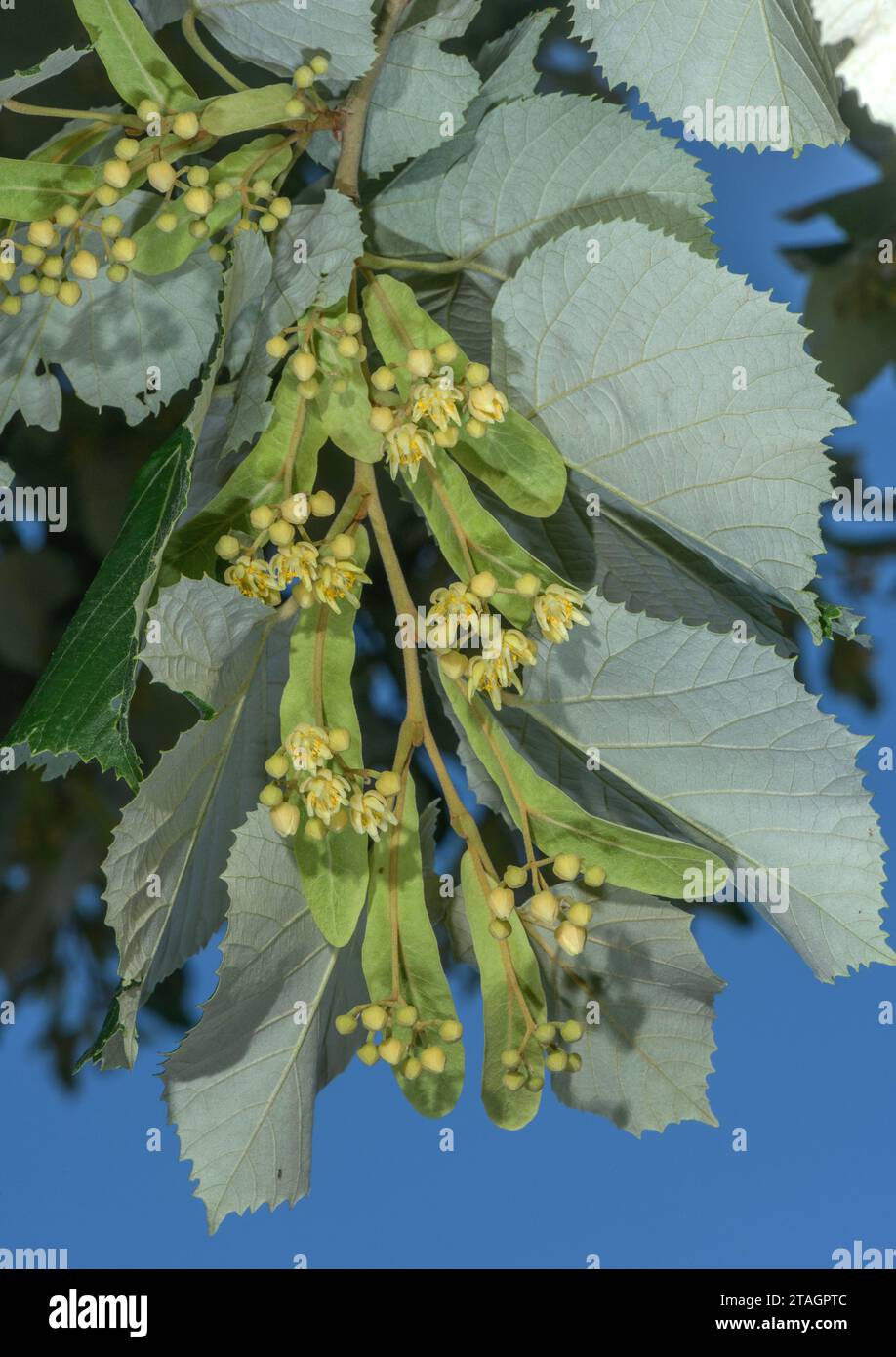 Silver linden tilia tomentosa hi-res stock photography and images - Alamy
