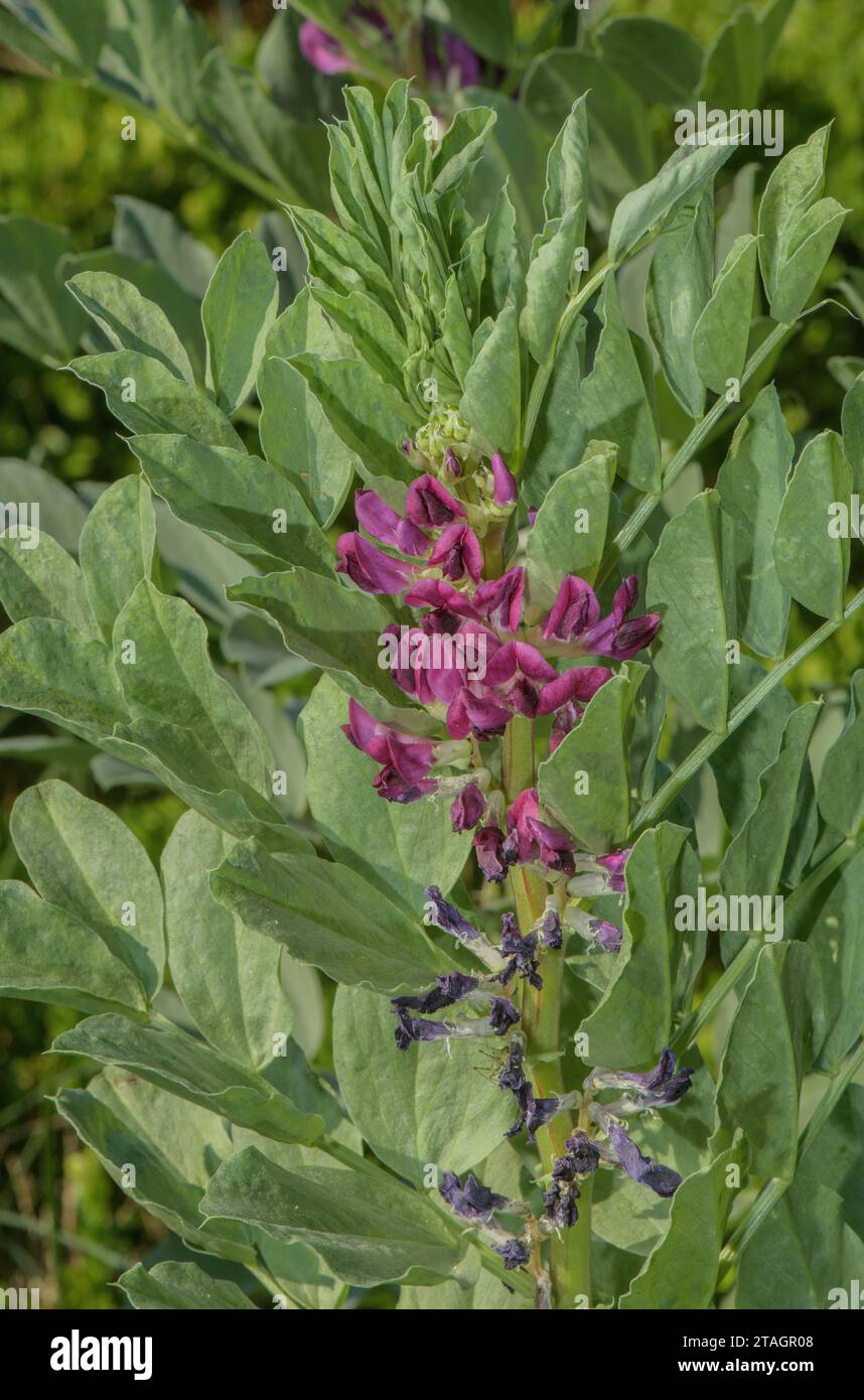 Cultivation form hi-res stock photography and images - Alamy