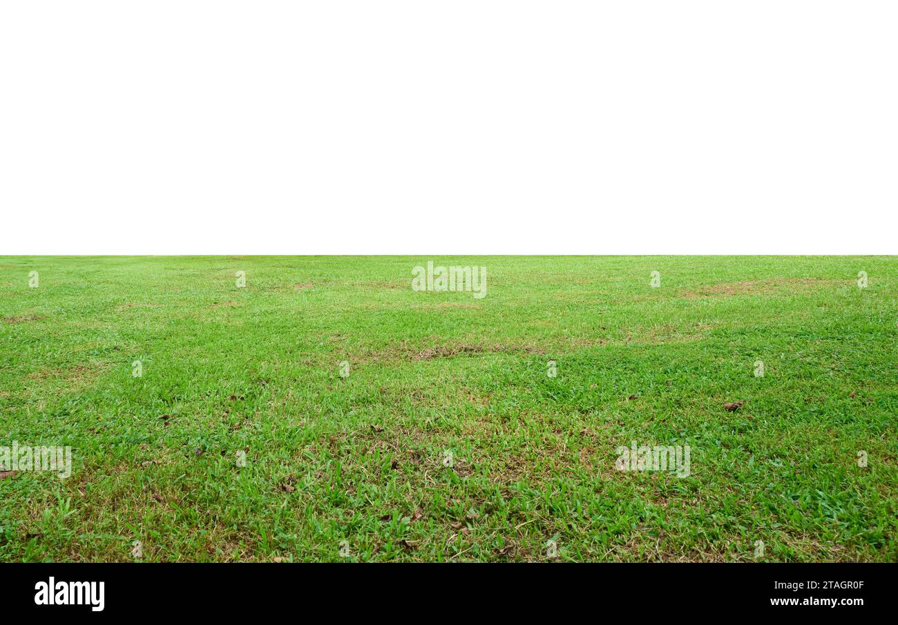 Green grass landscape isolated on white background with clipping path ...