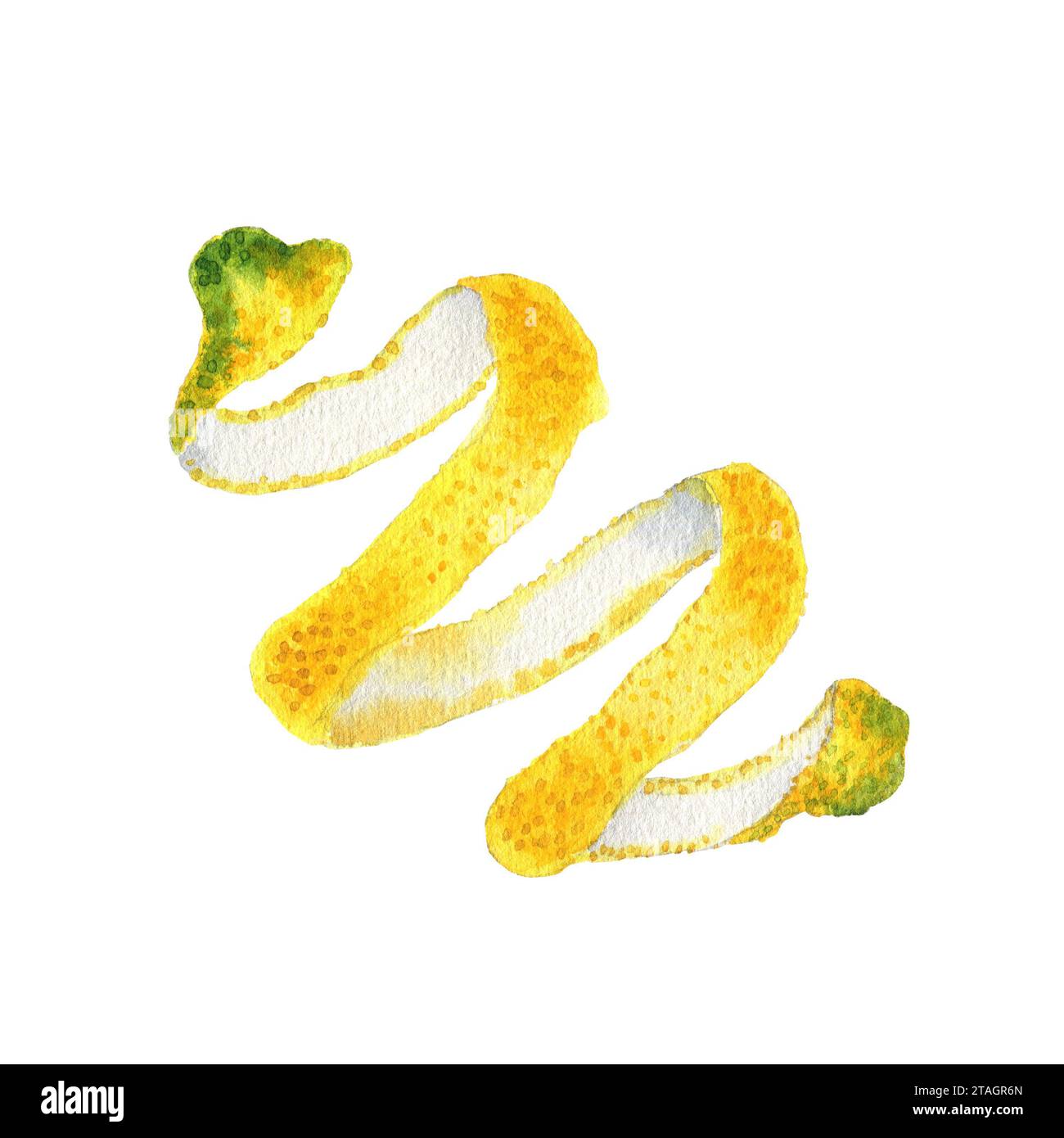 Lemon peel watercolor illustration. Hand drawn yellow whole citrus zest ...