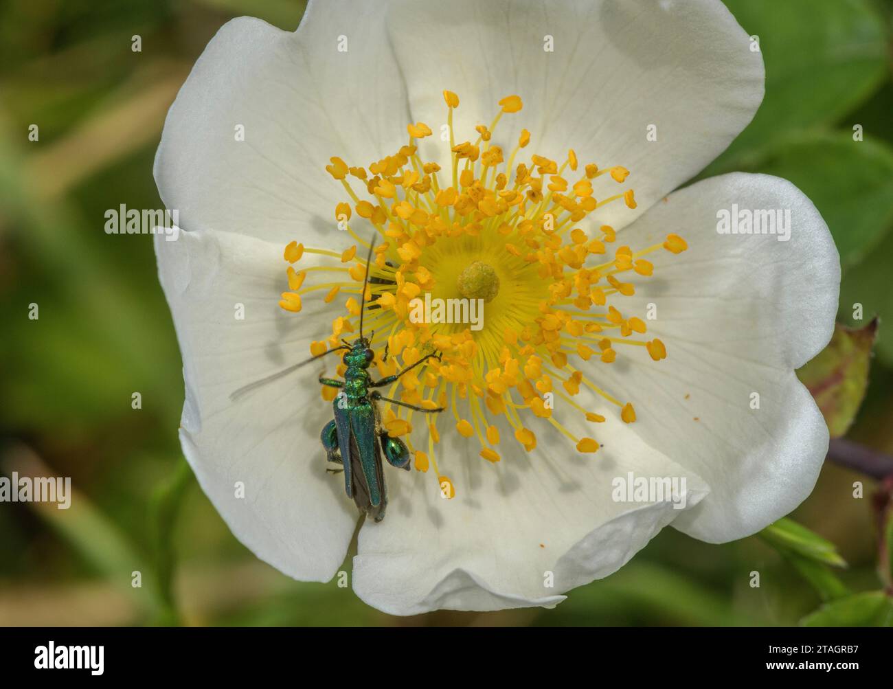 Thick-thighed beetle on Field Rose, Rosa arvensis, in hedgerow, Dorset ...