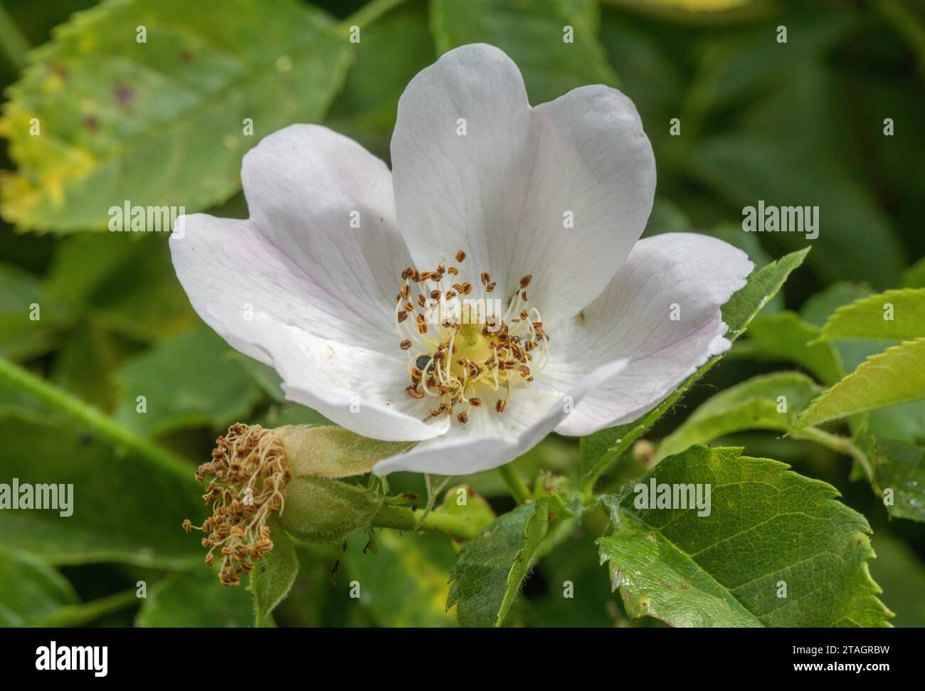 Short-styled Field Rose, Rosa stylosa in flower in old hedgerow, Dorset ...