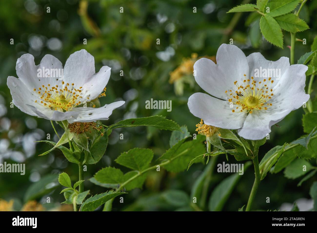 Short-styled Field Rose, Rosa stylosa in flower in old hedgerow, Dorset ...