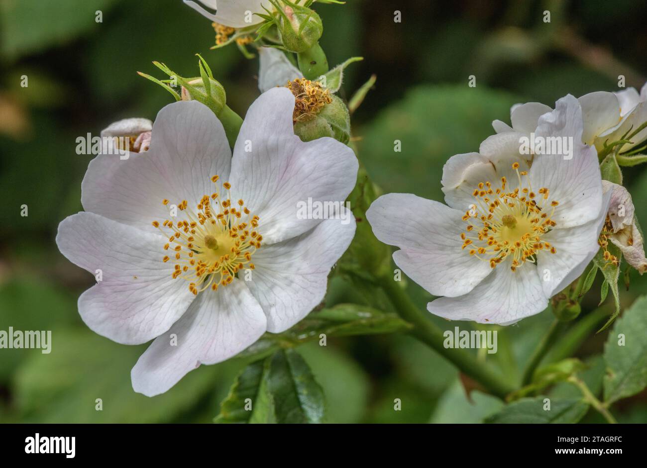 Short-styled Field Rose, Rosa stylosa in flower in old hedgerow, Dorset ...