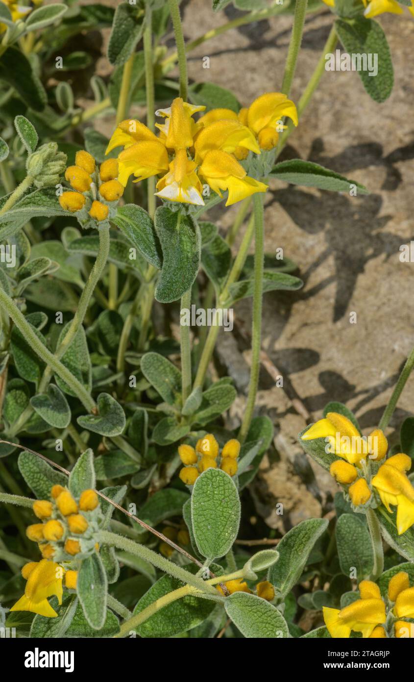 Woolly Jerusalem Sage, Phlomis lanata, in flower; Crete, Cretan endemic ...