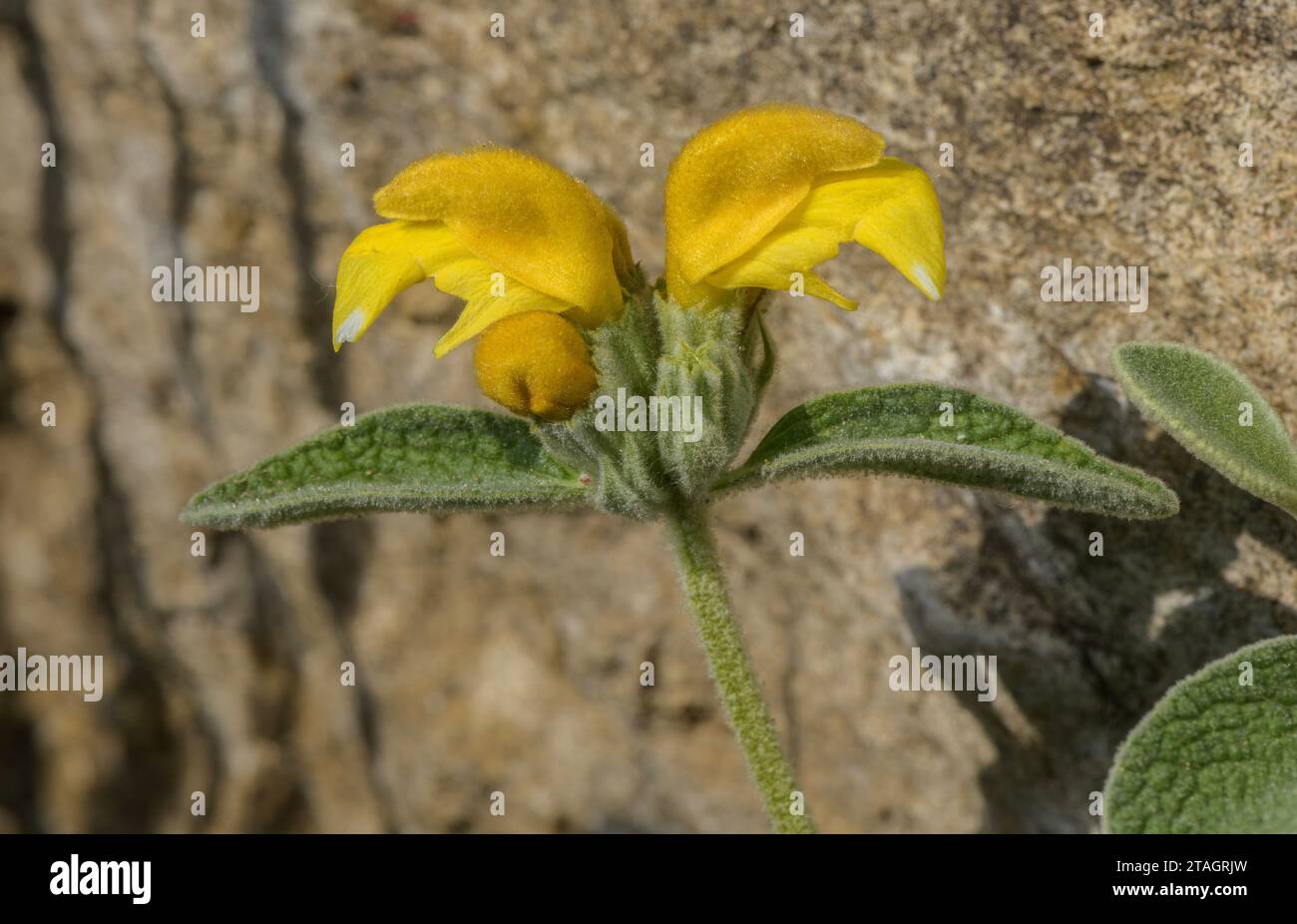 Woolly Jerusalem Sage, Phlomis lanata, in flower; Crete, Cretan endemic ...