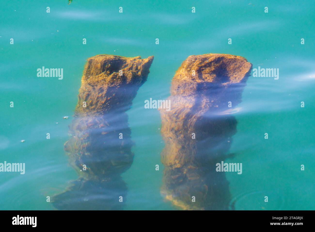 Two tree trunks in the lake. Underwater , abstract nature, surrounded ...