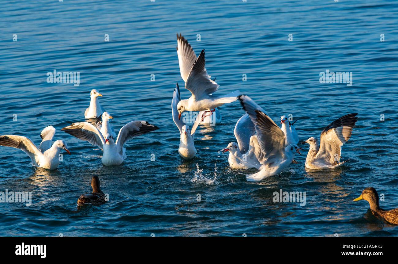 Lari hi-res stock photography and images - Alamy