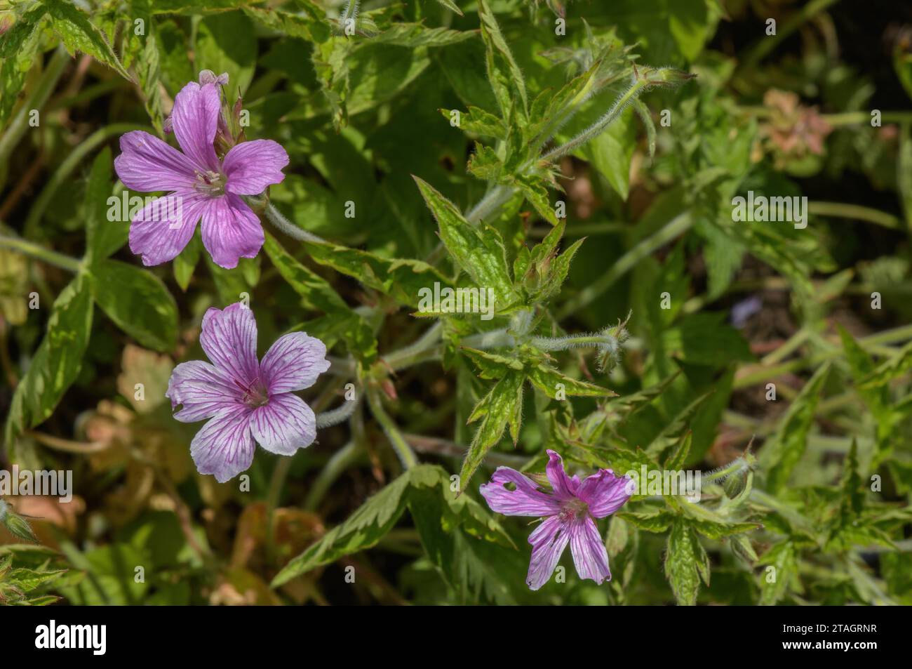 French crane's-bill, Geranium endressii in flower. France Stock Photo ...