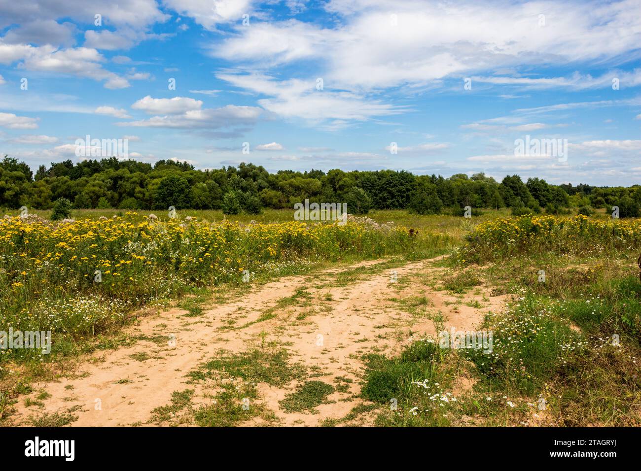 An overgrown wild field with a trampled area and yellow tansy growing ...