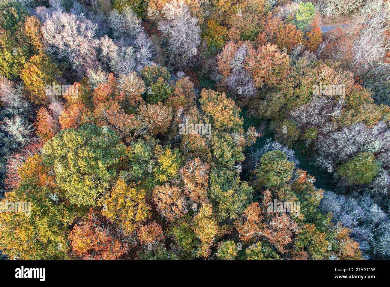 Deciduous tree stand in hi-res stock photography and images - Alamy