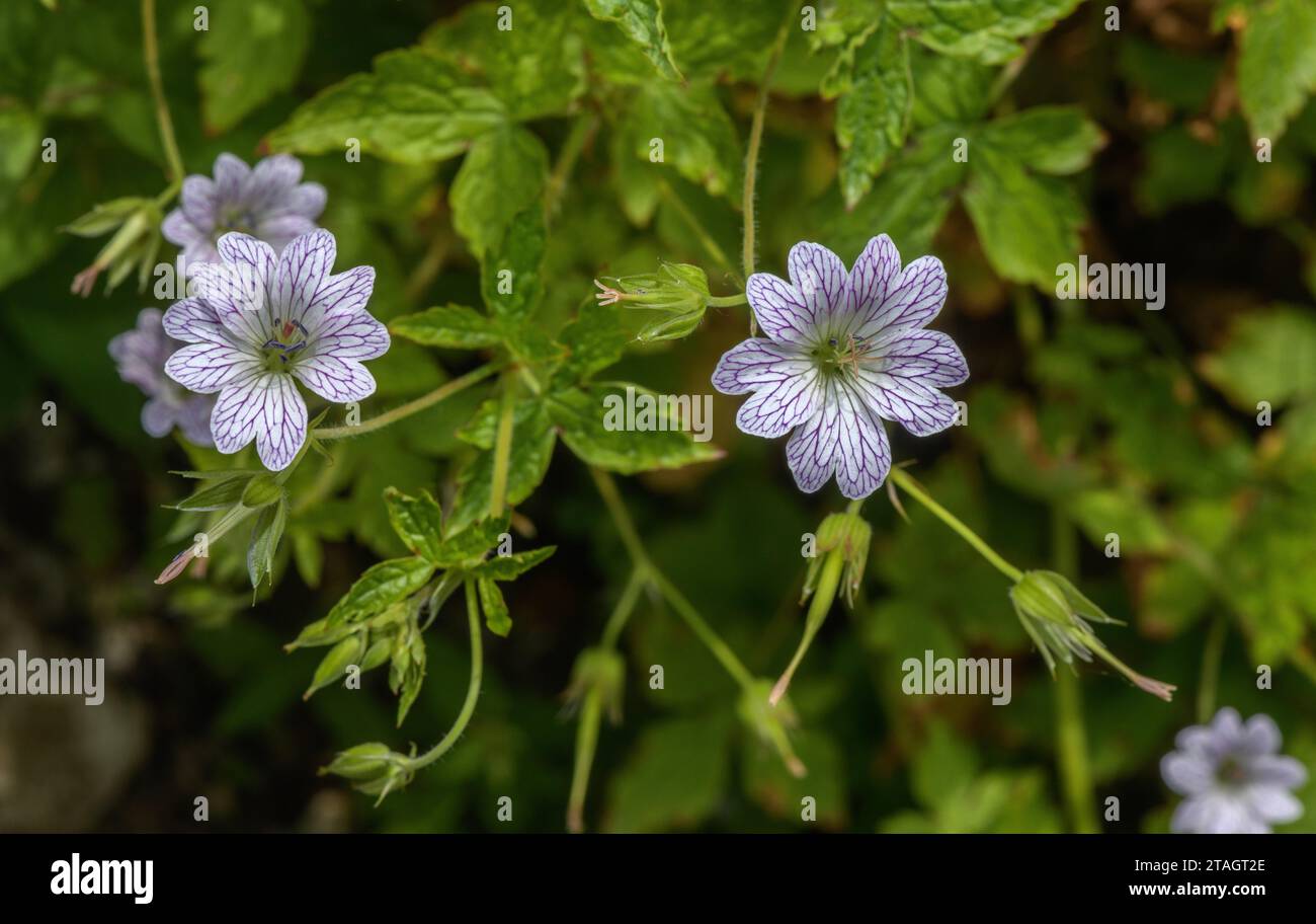 Pencilled Cranesbill, Geranium versicolor in flower in open woodland ...