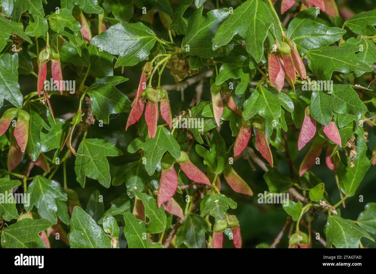 Cretan Maple, Acer sempervirens in fruit. May be evergreen, semi ...