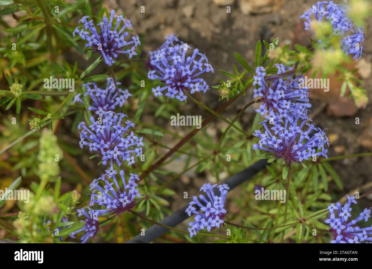 Annual woodruff hi-res stock photography and images - Alamy