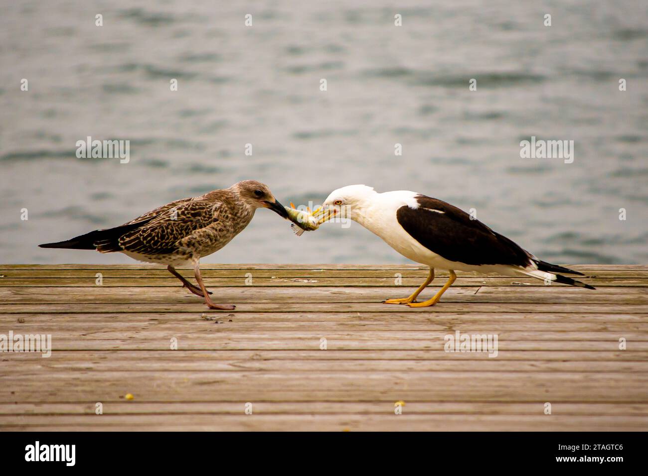 The two Lesser black-backed gulls (Larus fuscus) engaged in a dynamic ...