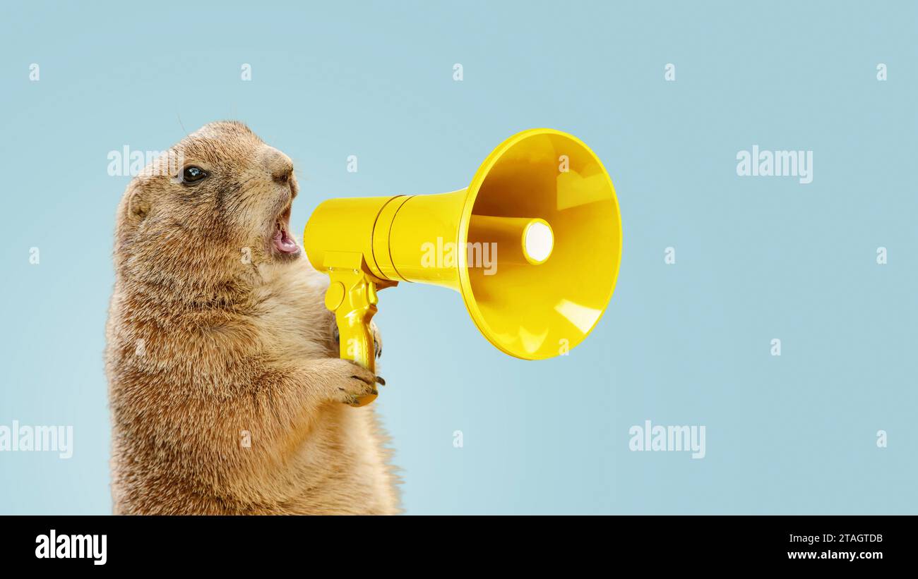 Funny gopher is holding a loudspeaker and screaming on a blue ...