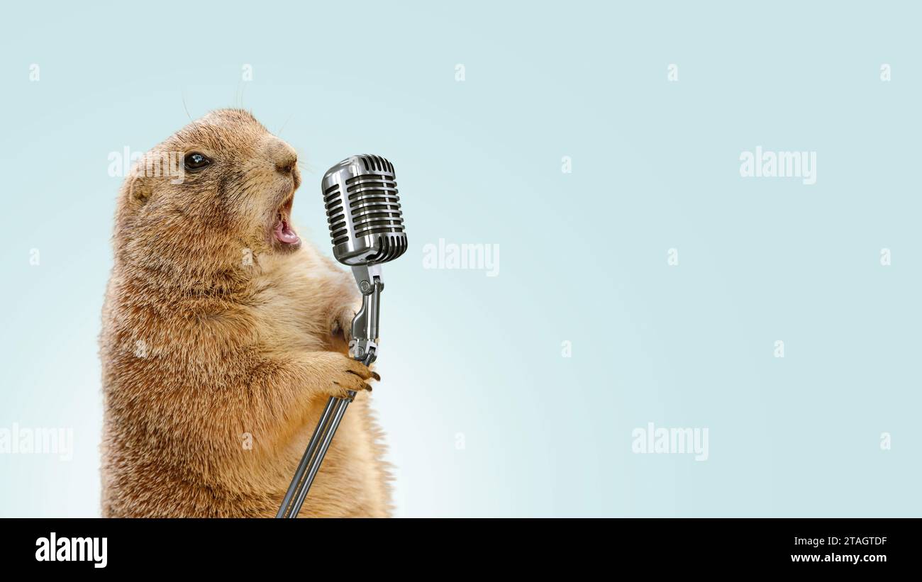 Funny gopher sings karaoke into a vintage microphone. Gopher screaming ...