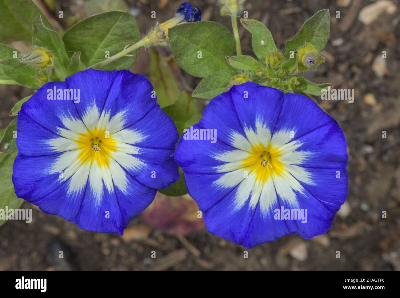 Convolvulus tricolor flower hi-res stock photography and images - Alamy