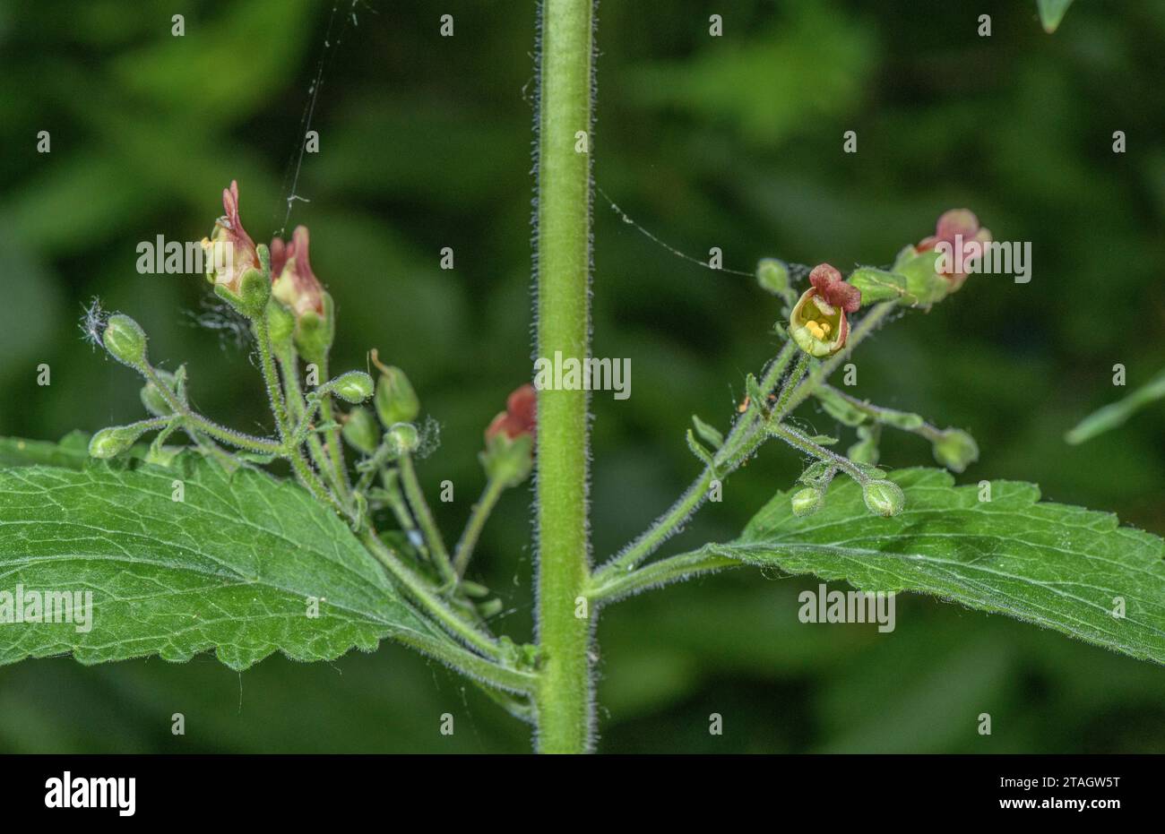 Balm-leaved Figwort, Scrophularia scorodonia, in flower. Uncommon, in ...