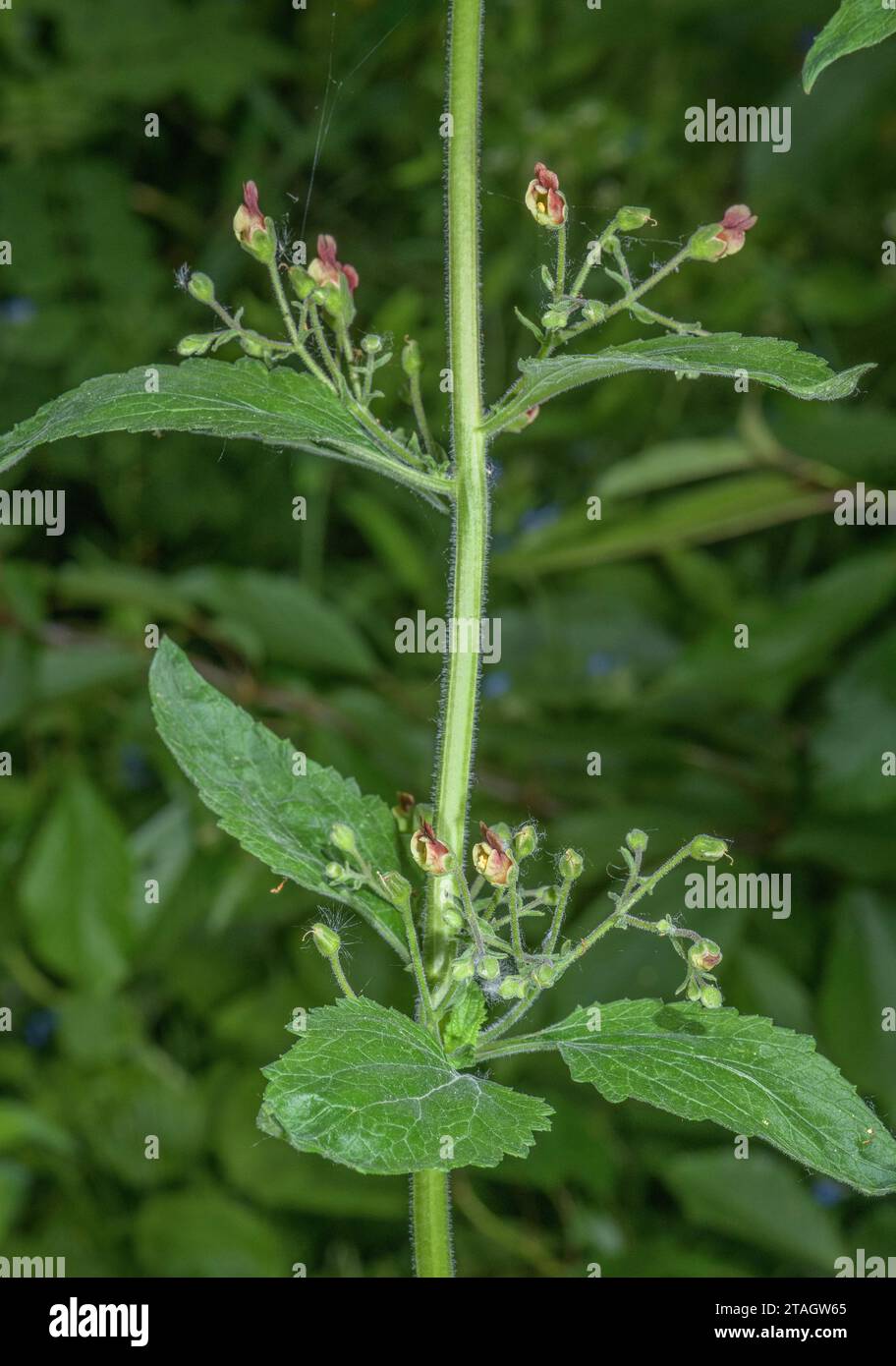 Balm-leaved Figwort, Scrophularia scorodonia, in flower. Uncommon, in ...