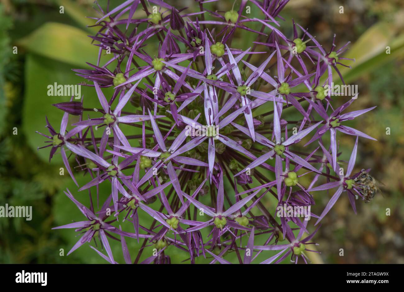 Star of Persia, Allium christophii in flower in garden. From Iran area Stock Photo - Alamy