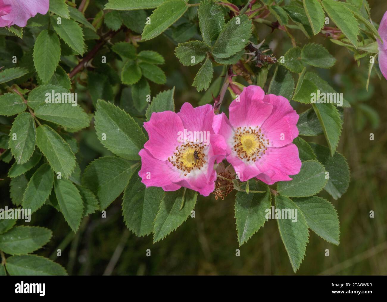 Sherard's downy-rose, Rosa sherardii, in flower in the Spey Valley ...