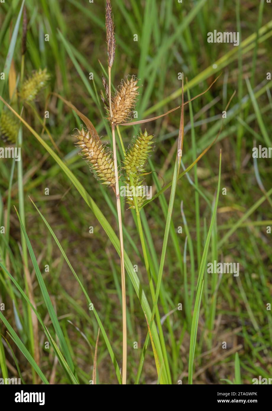Bladder Sedge, Carex vesicaria in fruit on loch margin, Scotland Stock ...