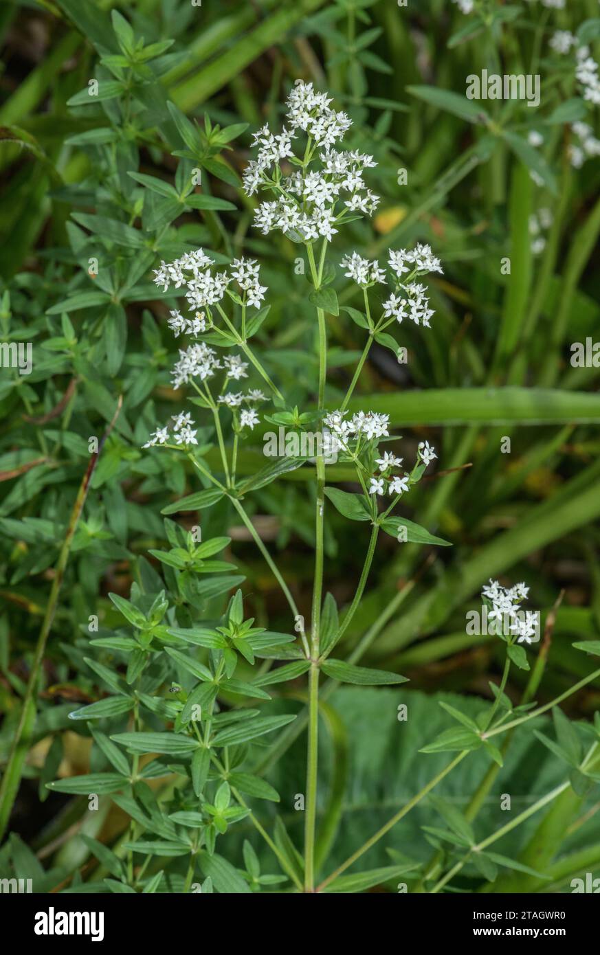 Northern Bedstraw, Galium boreale in flower, Scotland Stock Photo - Alamy