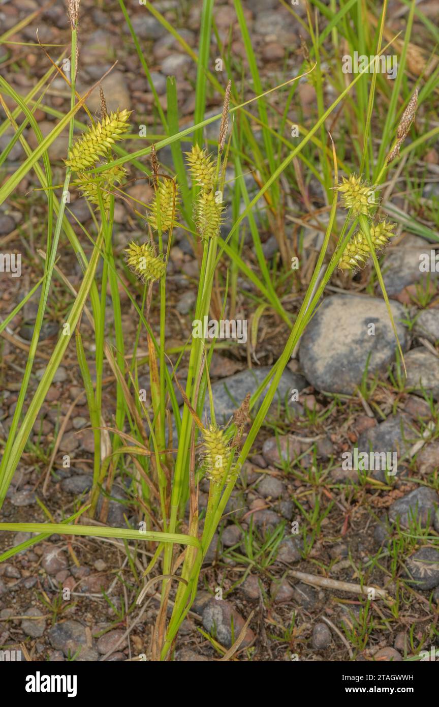 Bladder Sedge, Carex vesicaria in fruit on loch margin, Scotland Stock ...