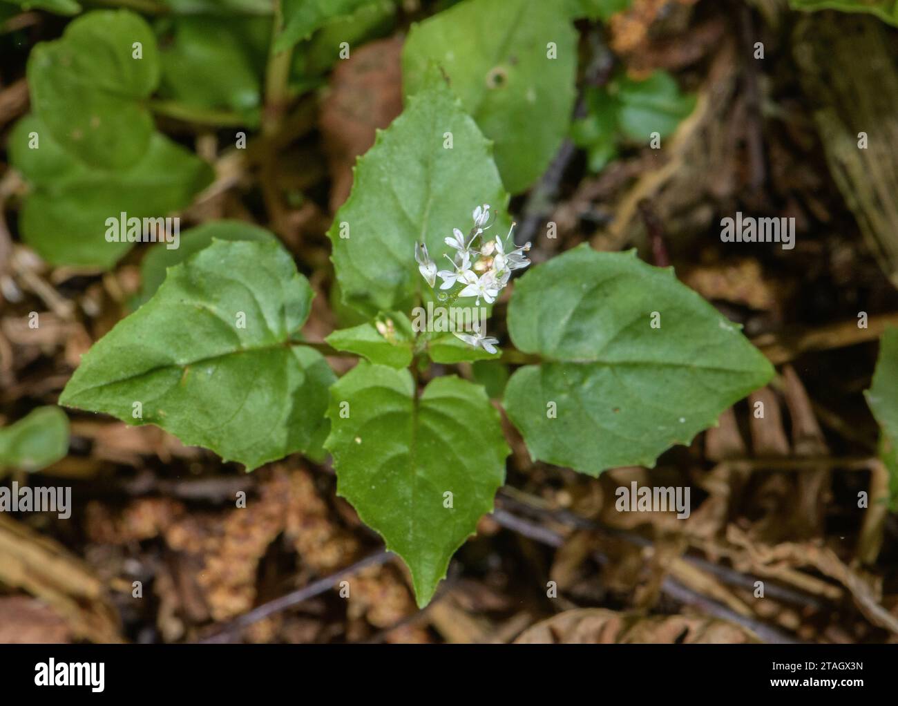 Alpine enchanter's nightshade, Circaea alpina, in flower in Spey Valley ...