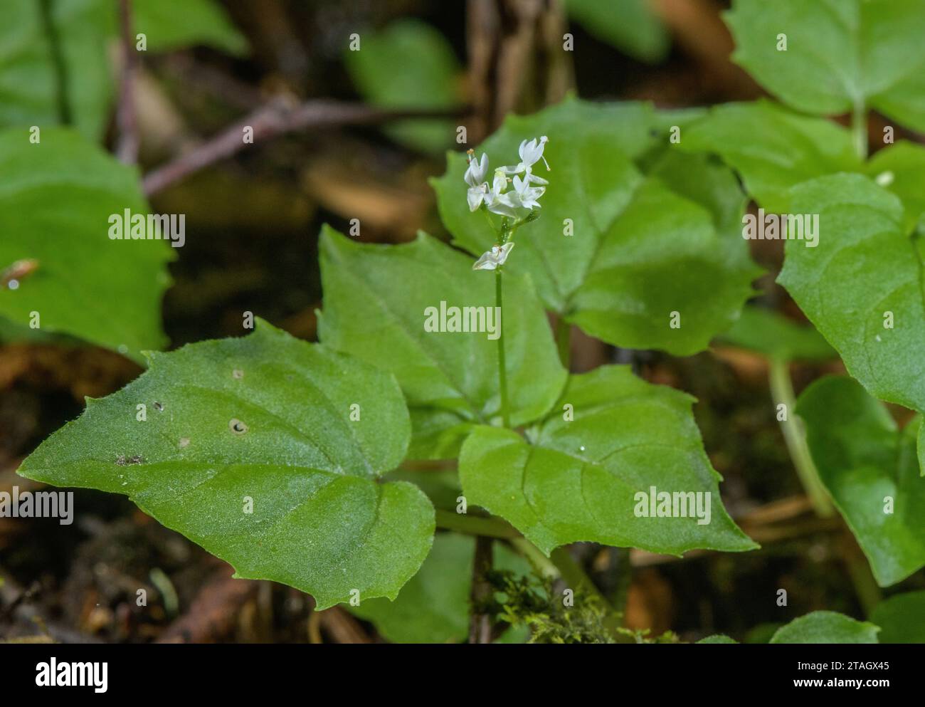 Small enchanters nightshade circaea alpina hi-res stock photography and ...