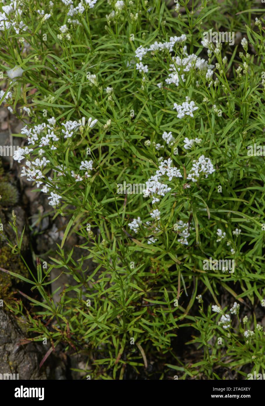 Southern Squinancywort, Asperula aristata ssp. scabra in flower, south ...