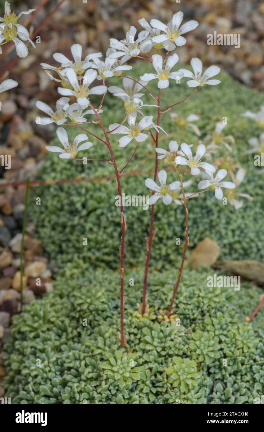 Wildflowers in french alps hi-res stock photography and images - Alamy