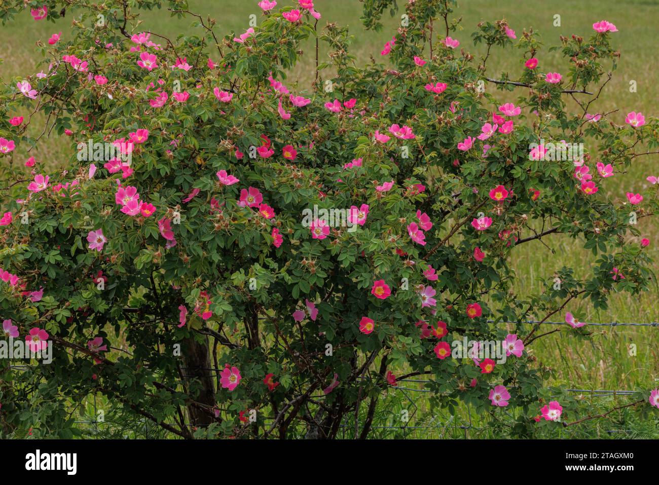 Sherard's downy-rose, Rosa sherardii, in flower in the Spey Valley ...
