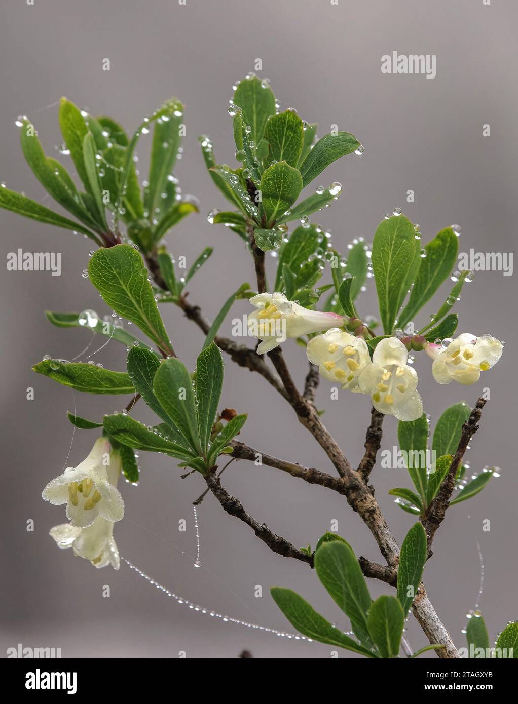 Pyrenean Honeysuckle, Lonicera pyrenaica in flower on a wet day, on ...