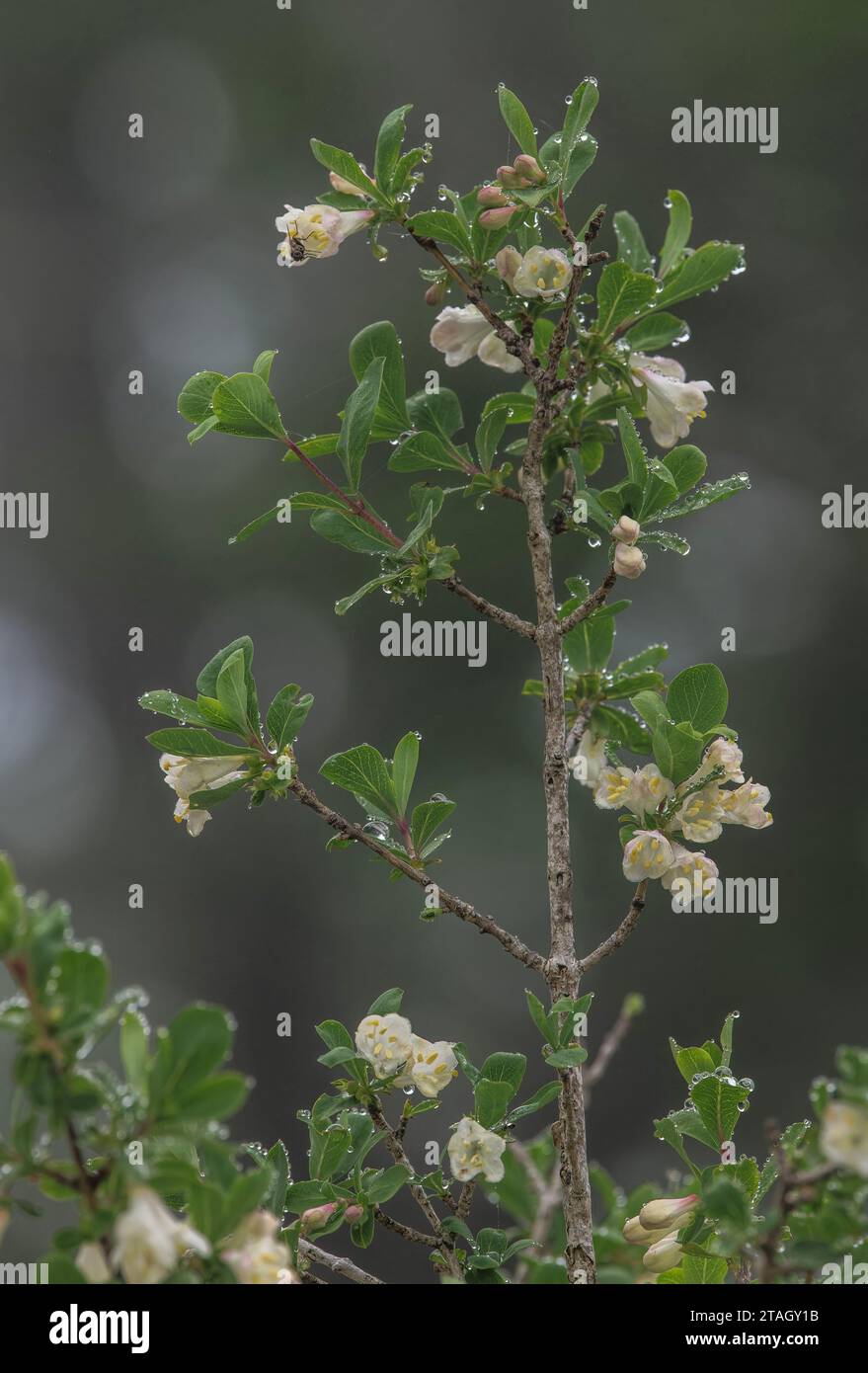 Pyrenean Honeysuckle, Lonicera pyrenaica in flower on a wet day, on ...