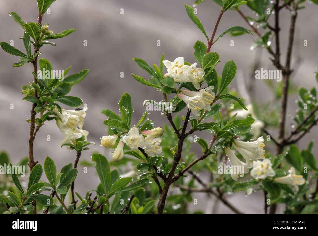 Pyrenean Honeysuckle, Lonicera pyrenaica in flower on a wet day, on ...