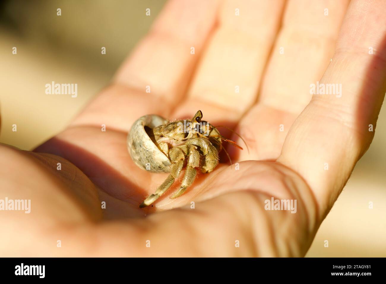 Human hand holding crab hi-res stock photography and images - Alamy
