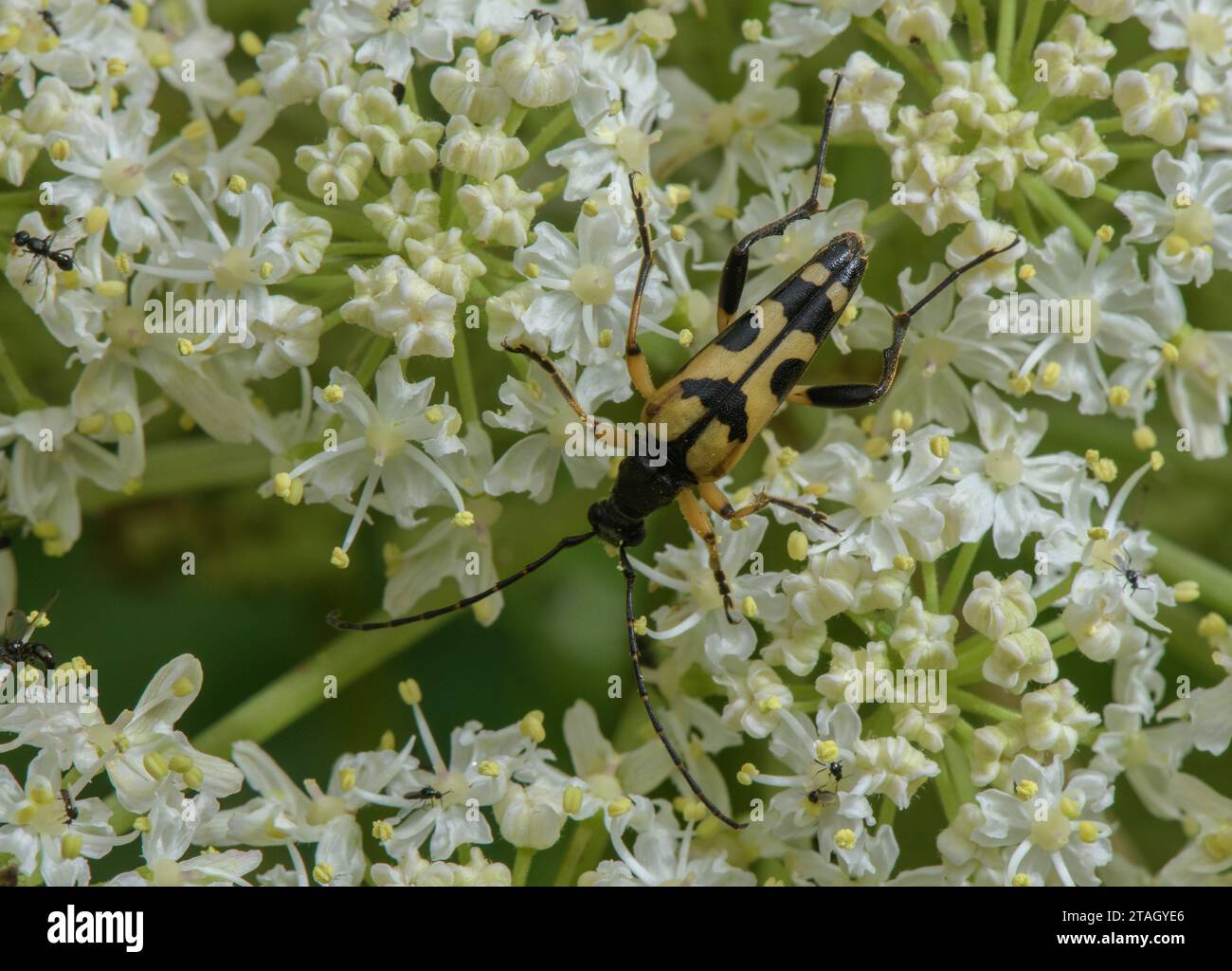 Black-and-yellow Longhorn, Rutpela maculata, beetle feeding on Hogweed ...