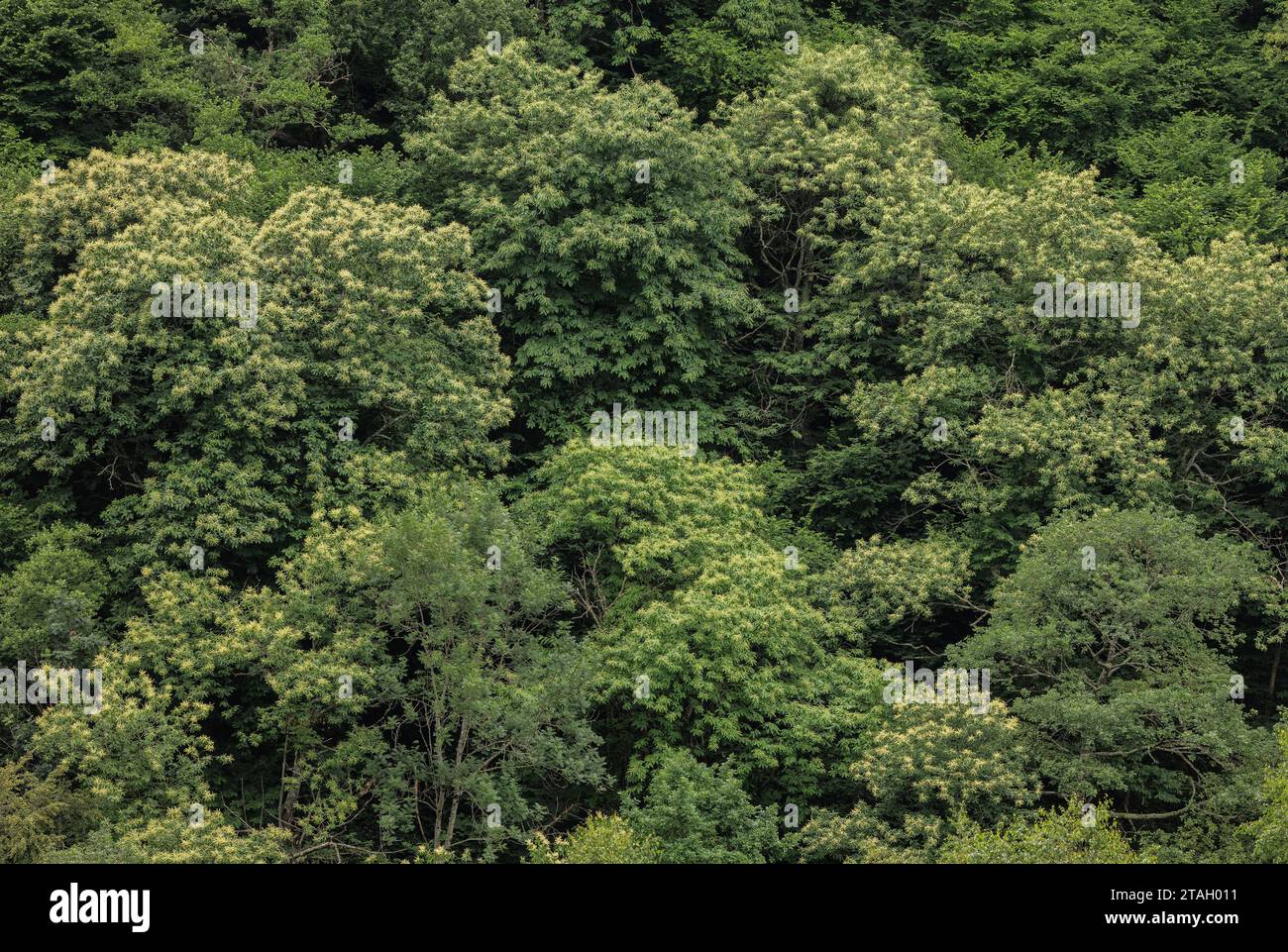 Sweet Chestnut, Castanea sativa, trees in flower in woodland, French ...