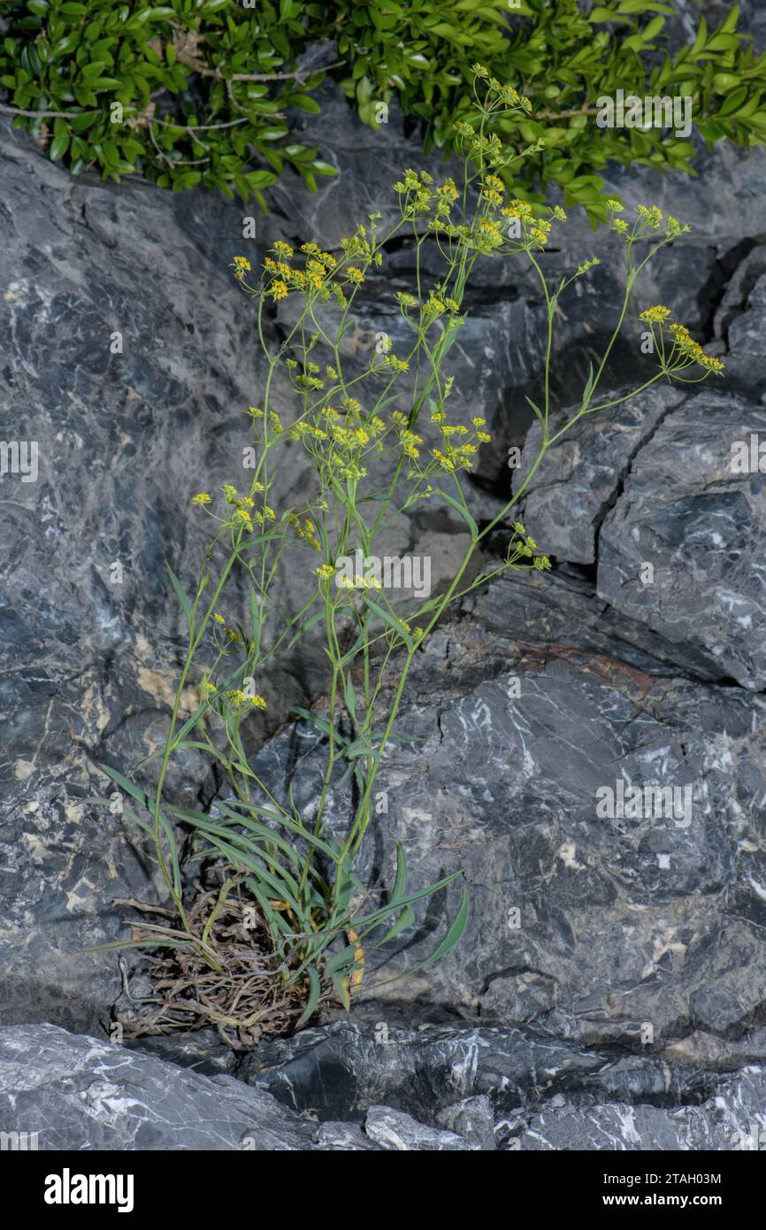 Sickle Hares-ear, Bupleurum falcatum in roadside rubble. Pyrenees Stock ...