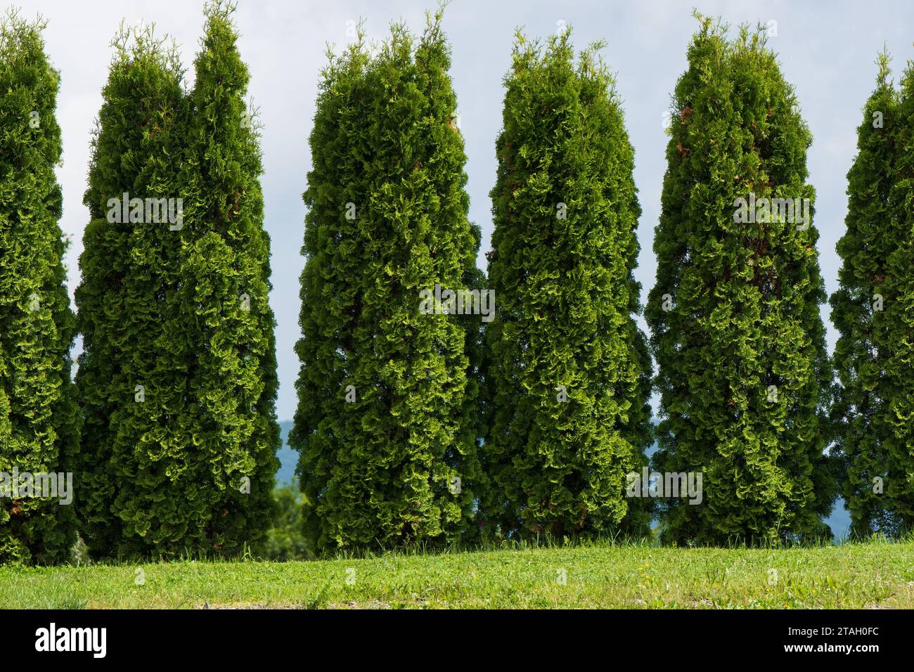 Evergreen trees, row. Clear sky, background. Hedge Stock Photo - Alamy