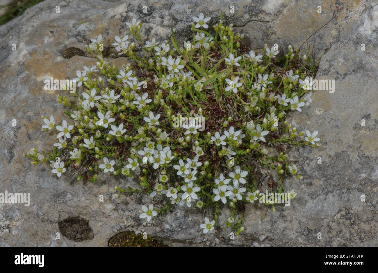 Arenaria gothica ssp moehringioides hi-res stock photography and images ...