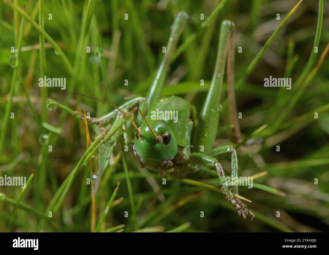 Female Wart-biter, Decticus verrucivorus, in upland grassland Stock ...