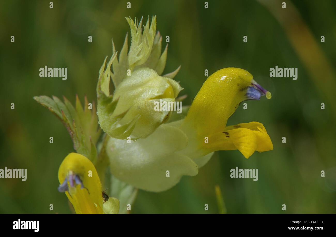 Narrow-leaved Yellow Rattle, Rhinanthus major, in flower in high ...