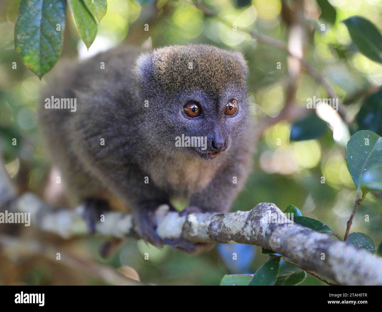 Antananarivo. 26th Nov, 2023. This photo taken on Nov. 26, 2023 shows a ...