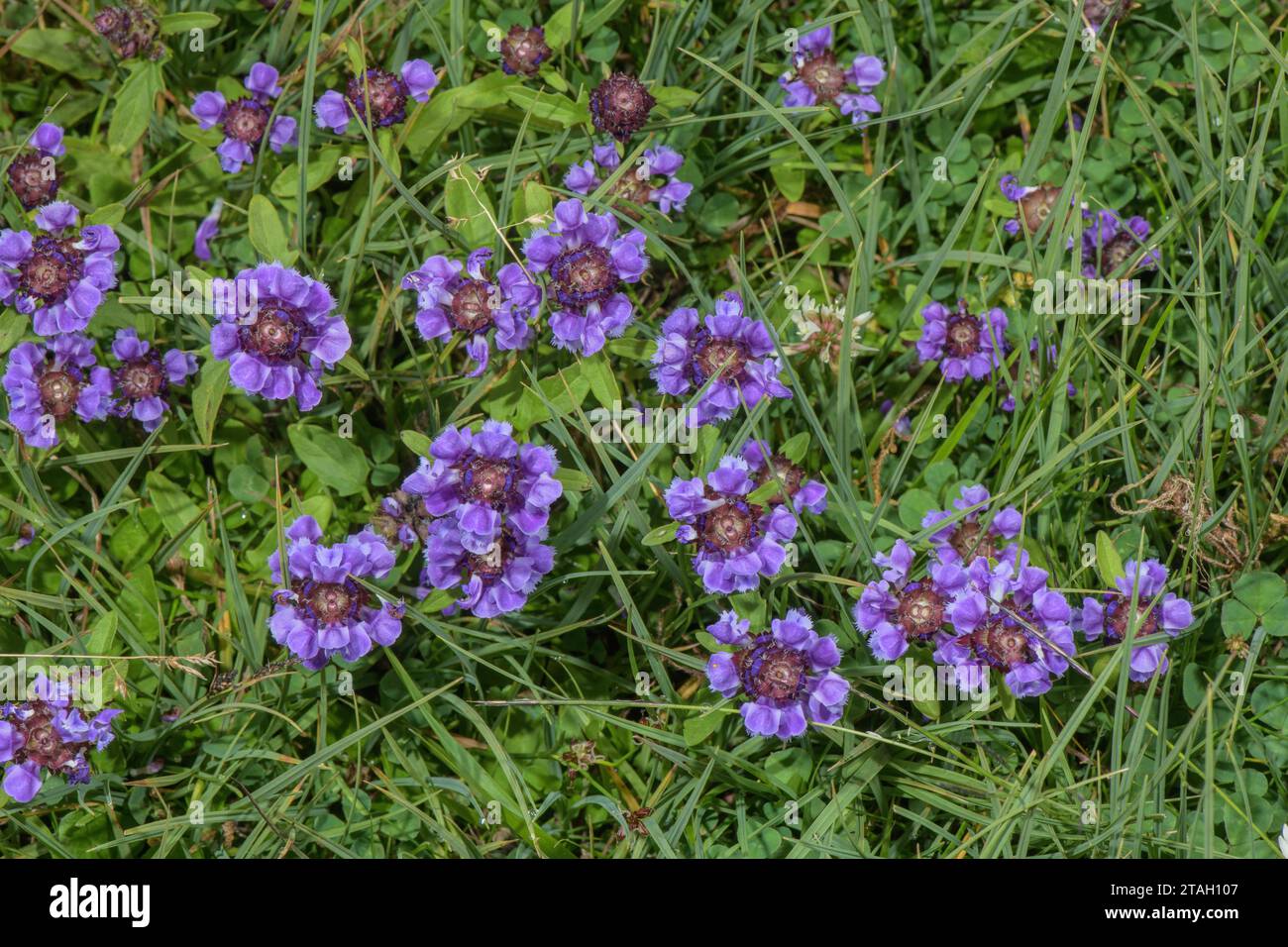 Self heal flowers hi-res stock photography and images - Alamy