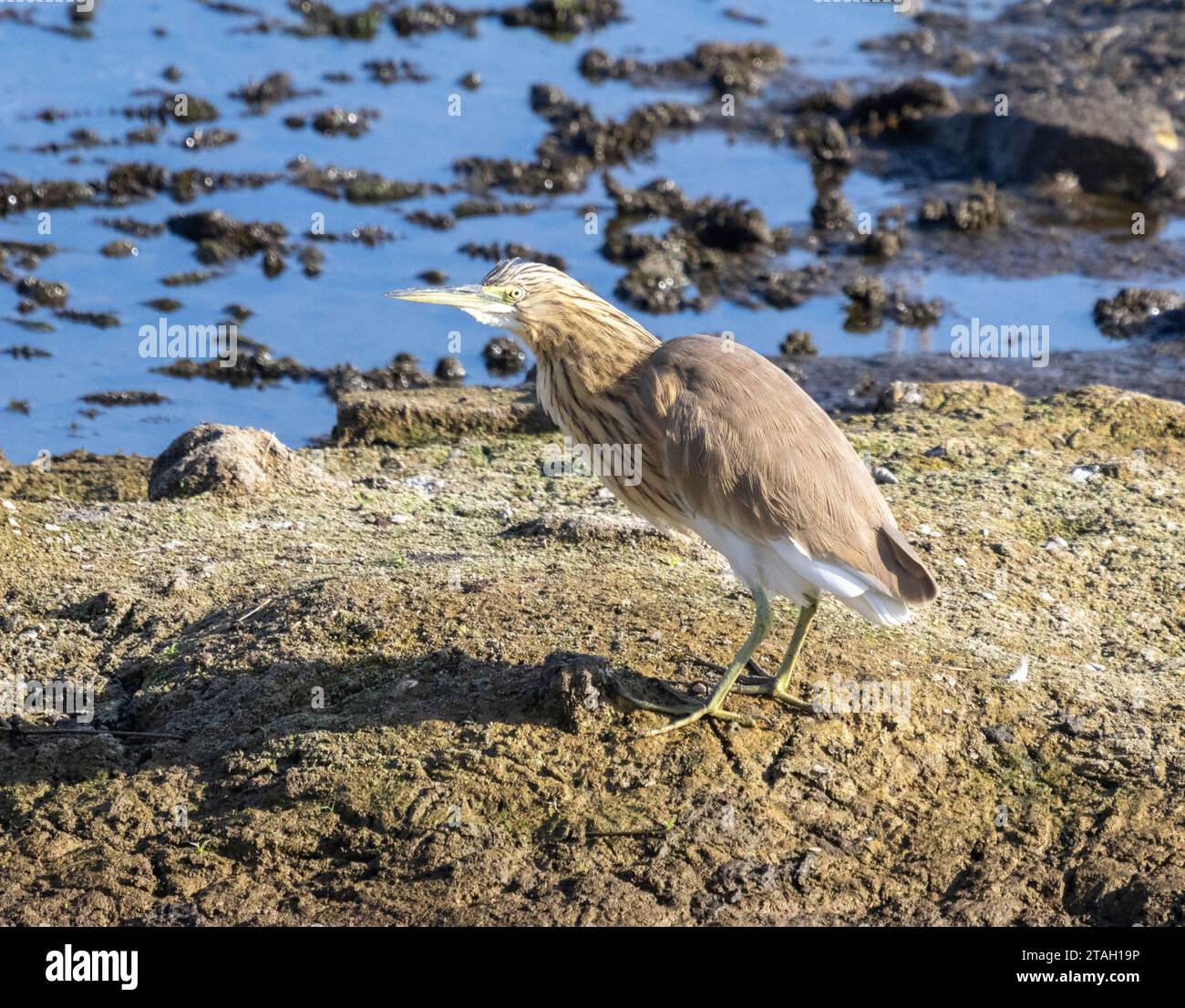 River nile birds hi-res stock photography and images - Alamy